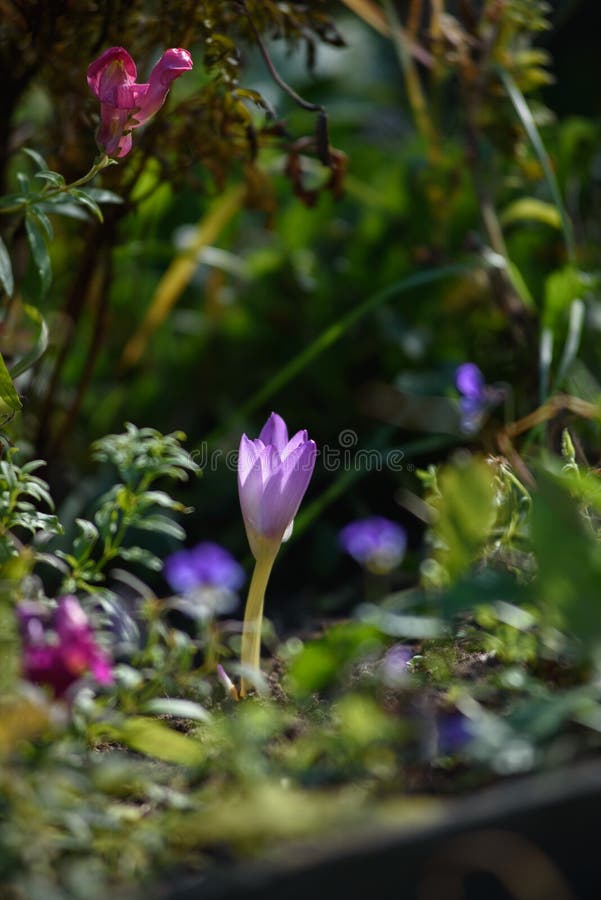 Colchicum Flowers Close-up on a Flower Bed Stock Image - Image of fall ...
