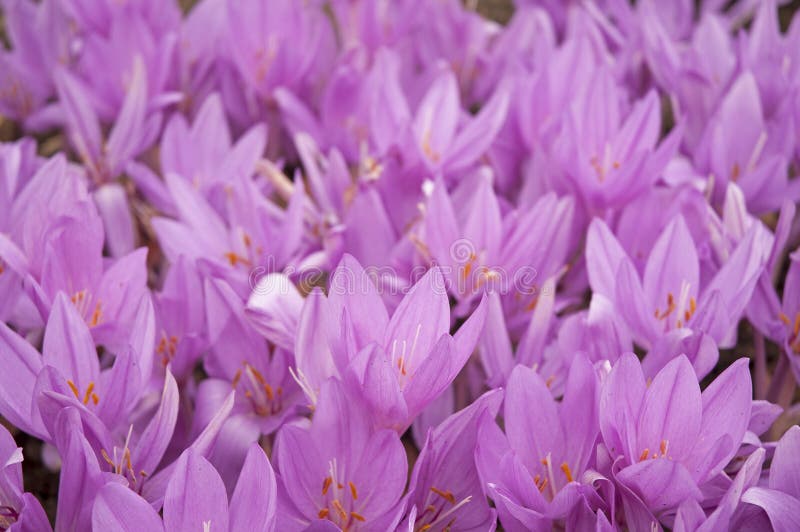 Colchicum stock photo. Image of colchicum, growth, purple - 34687150