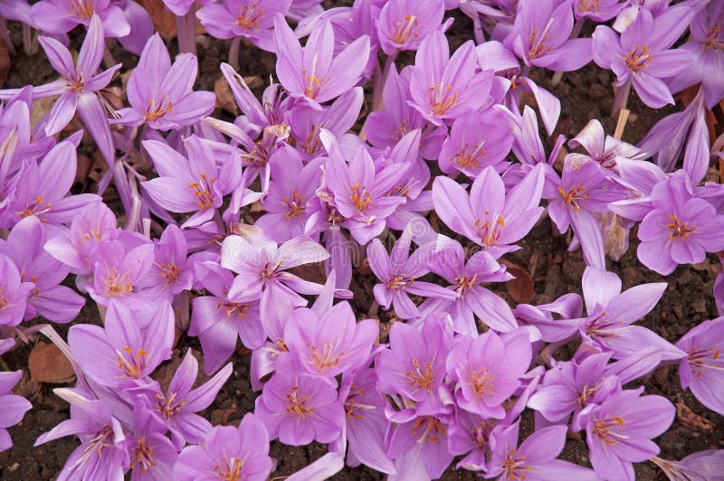 Colchicum stock image. Image of colchicum, seasonal, garden - 34687155