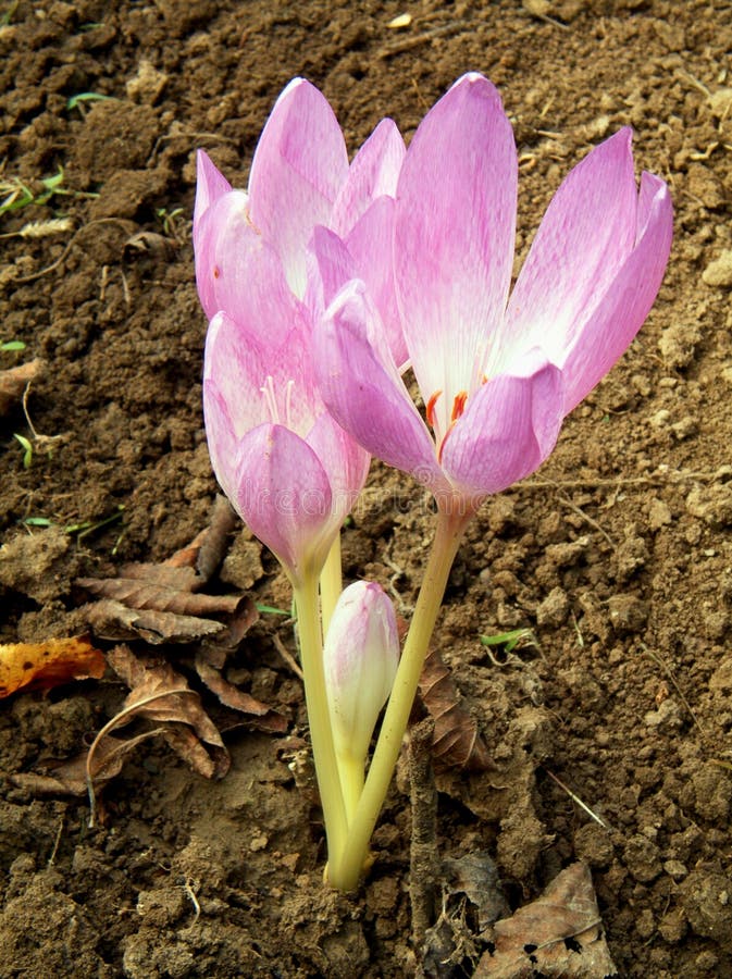 Pink Colchicum `Waterlilly` after Rain Stock Photo - Image of wich ...