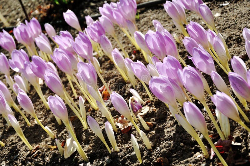 Colchicum stock image. Image of autumntime, flora, botany - 36277525