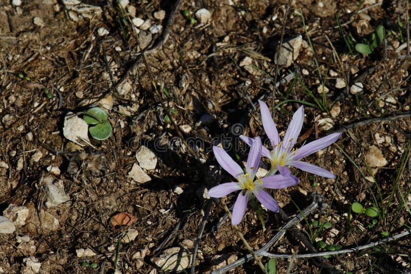 Pink Flowers of the Almond . Trees Stock Photo - Image of tree, trees ...