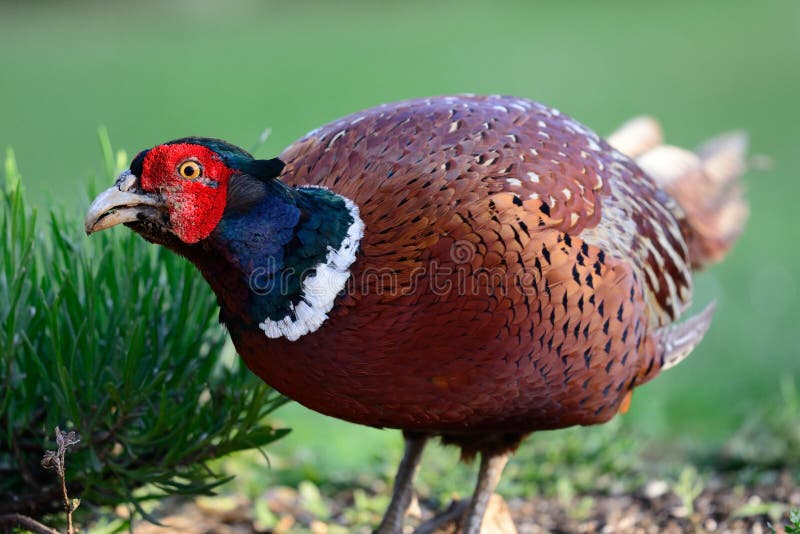 Faisán Salvaje Del Gallo (colchicus Del Phasianus) Foto de archivo ...