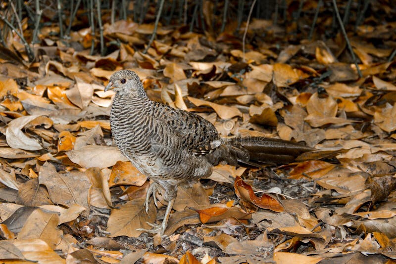 Colchicus Commun De Phasianus De Faisan De Femelle Image stock - Image ...