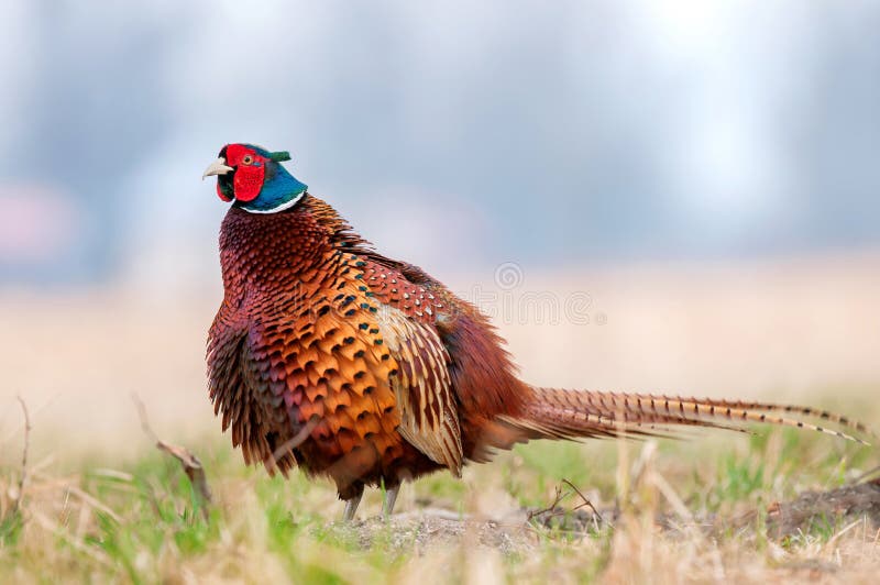 Faisan sauvage photo stock. Image du boucle, plumage - 58987216