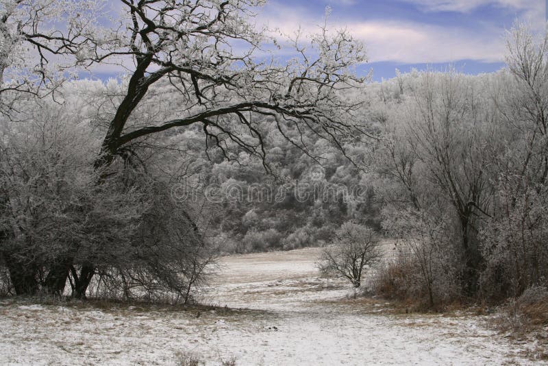 Cold stock image. Image of life, grass, poster, detail - 13205737