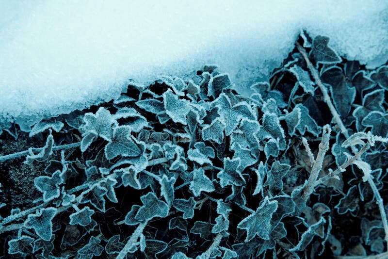 Cold stock photo. Image of freezing, close, winter, cold - 7364390