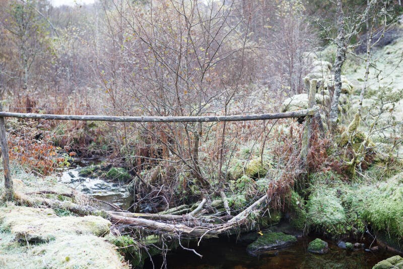 A cold autumn day stock image. Image of green, nature - 84551357