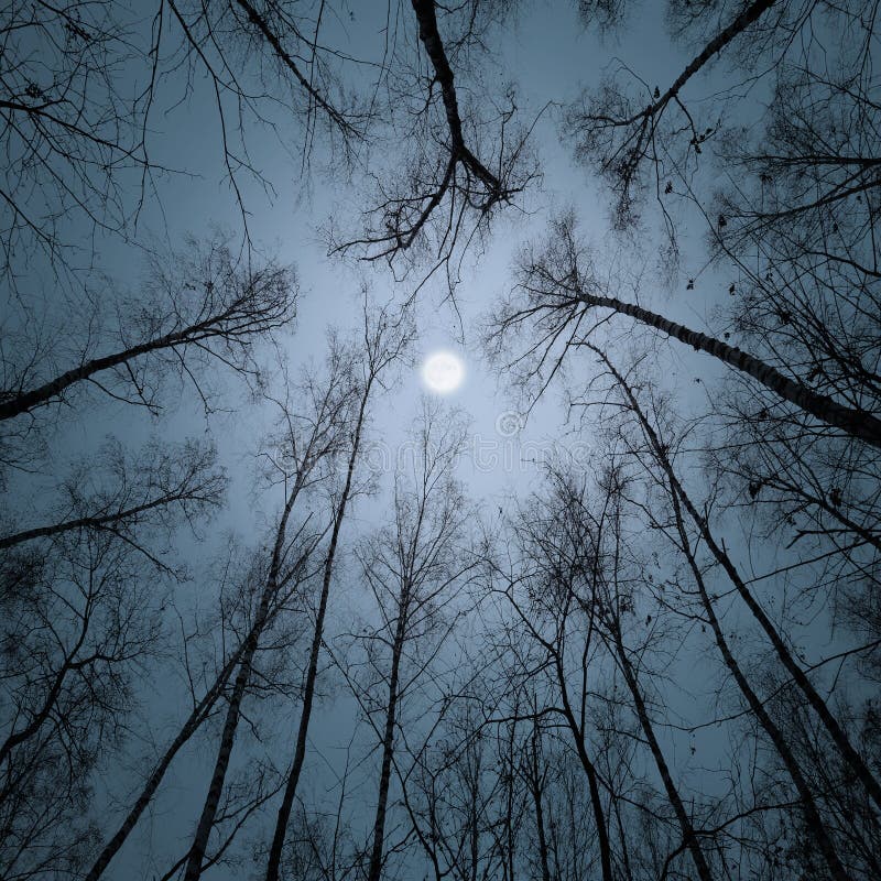 Cold autumn night. stock photo. Image of environment - 48064038