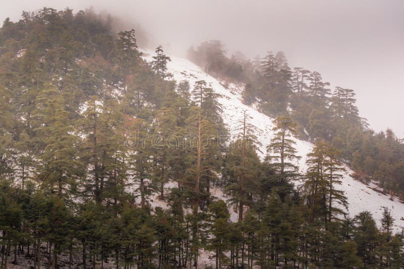 A Cold Beautiful Snowy Day in Ice in Winter Stock Image - Image of snow ...