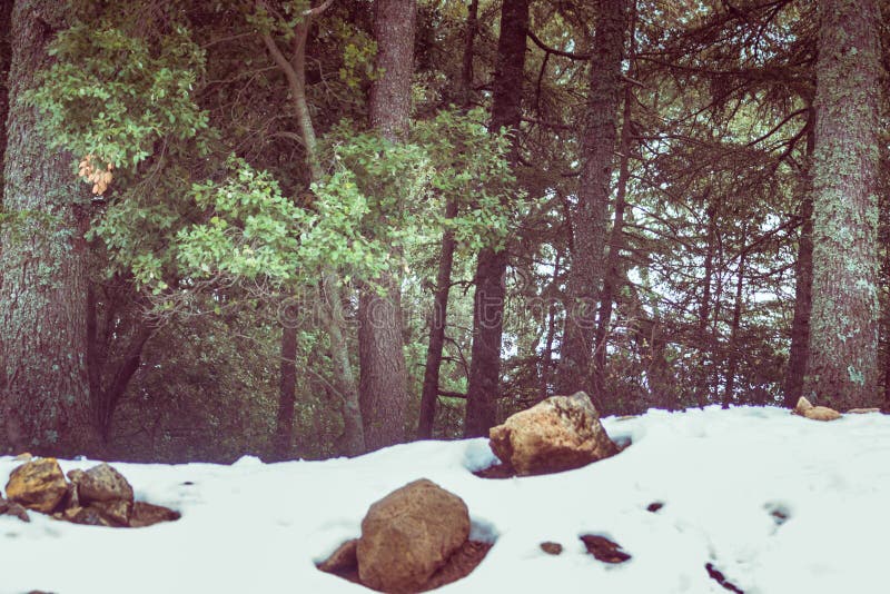 A Cold Beautiful Snowy Day in Ice in Winter Stock Photo - Image of face ...