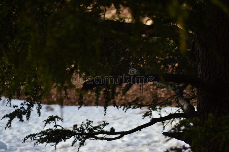 A Cold Beautiful Snowy Day in Michlifen in Winter Stock Photo - Image ...