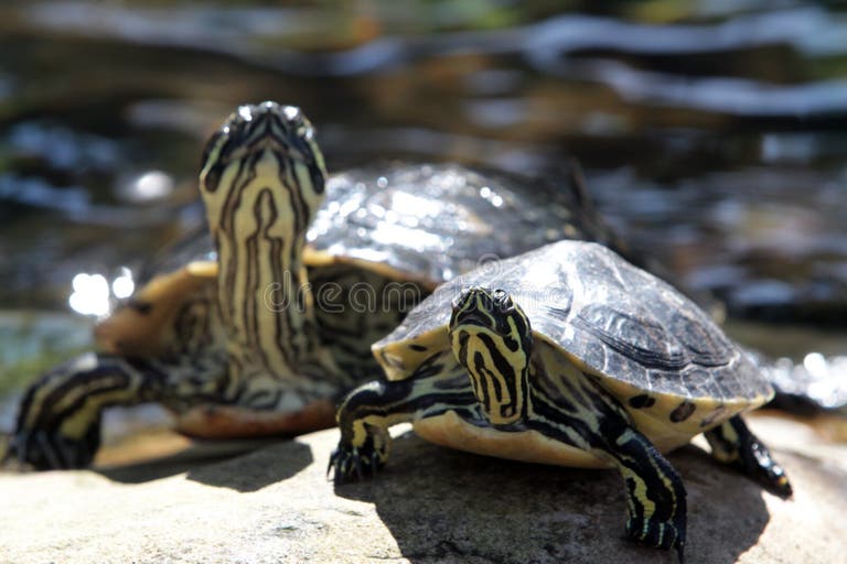 11,453 Cold Blooded Diagram Stock Photos - Free & Royalty-Free Stock ...