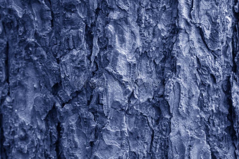 Cold Blue Tree Bark Texture Stock Photo - Image of texture, nature ...