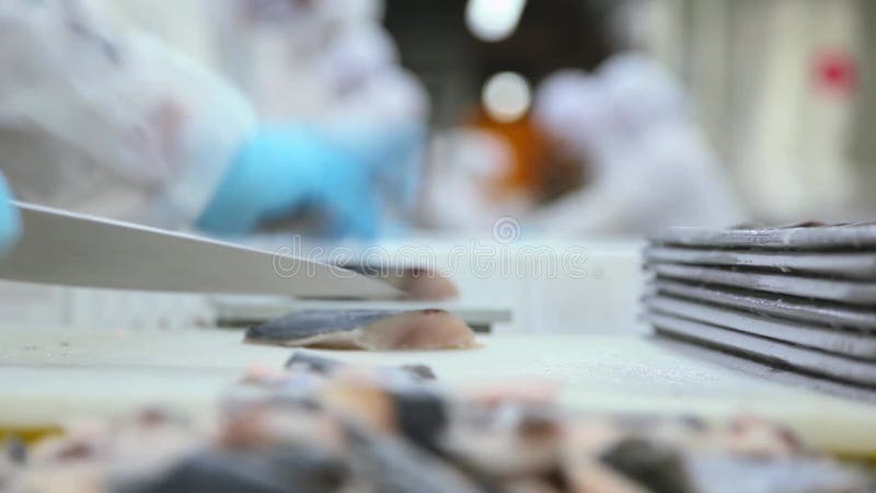 Cold Chain Food Processing and Transportation, Complete Industrial ...