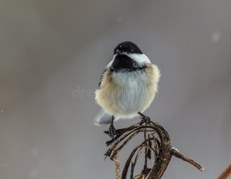 Cold Chickadee Sitting on Weed Stem Stock Image - Image of female, snow ...