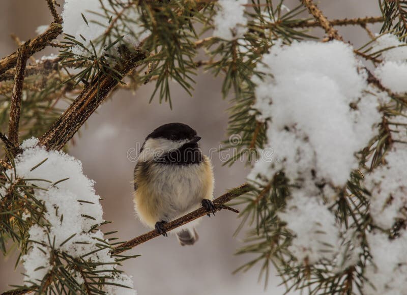 Cold Chickadee Sitting on Weed Stem Stock Image - Image of cute ...