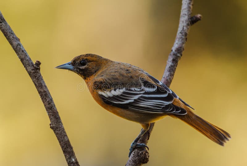 Cold Chickadee Sitting on Weed Stem Stock Photo - Image of oriole ...