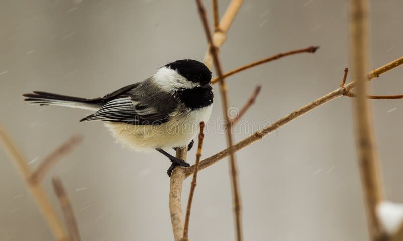 Cold Chickadee stock image. Image of outdoors, nature - 39903157