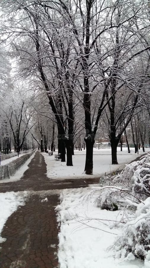 Cold Christmas December Snow Tree Frost Winter Nature White Stock Photo ...