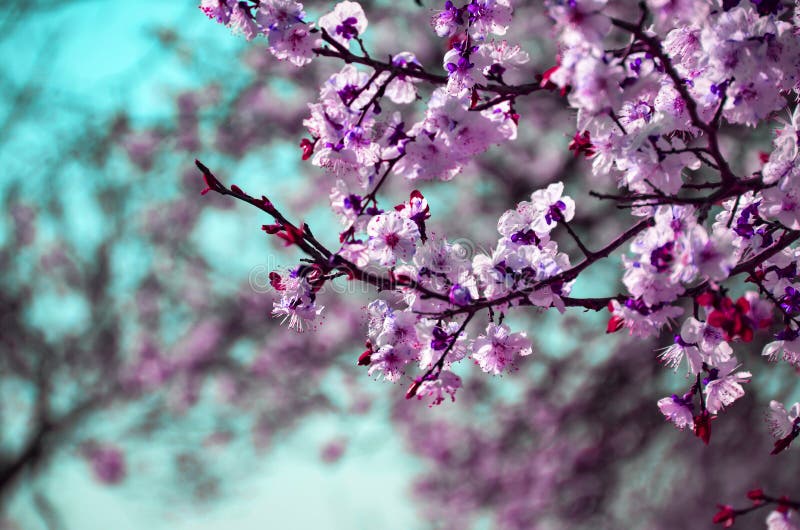 Cold Color Flower of Apple Tree Stock Photo - Image of fresh, flora ...