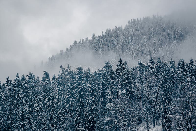 Cold coniferous forest in stock image. Image of forest - 240297397