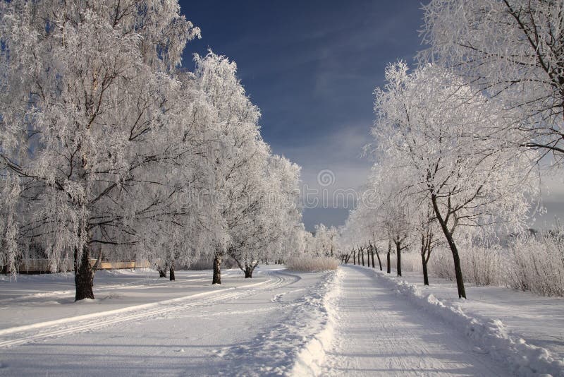 Cold day stock photo. Image of season, freezing, nature - 9877768