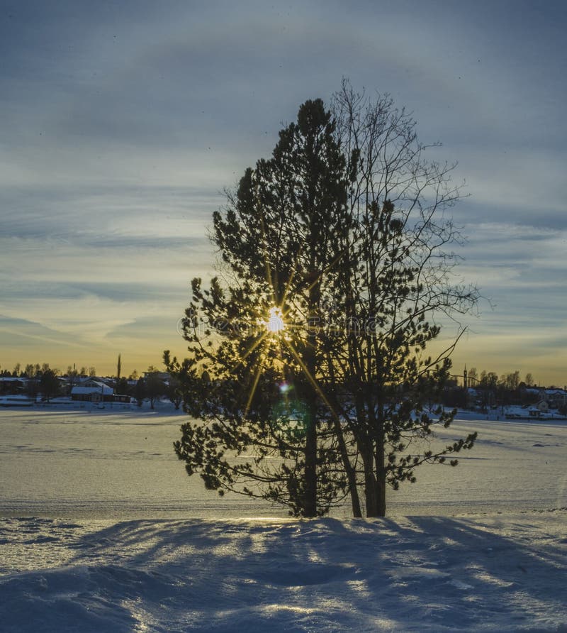 Cold Day in a Frozen Riverside with Sunflares through the Tree Stock ...
