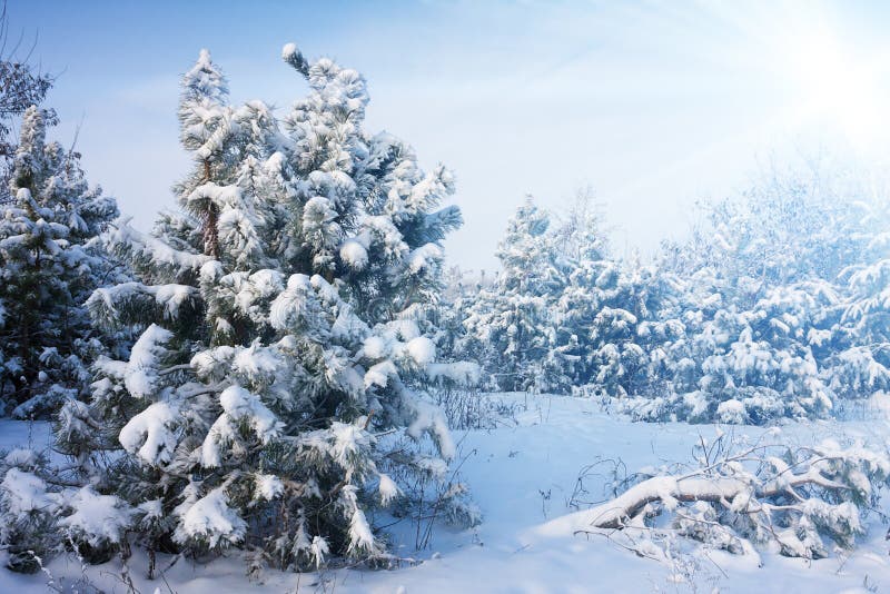 Cold Day in the Snowy Winter Forest Stock Image - Image of shining ...