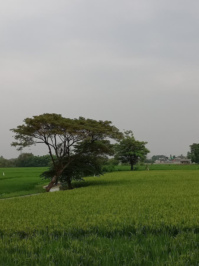 Cold Day but Still Beautiful and Comfortable, Looking at Trees, Grass ...