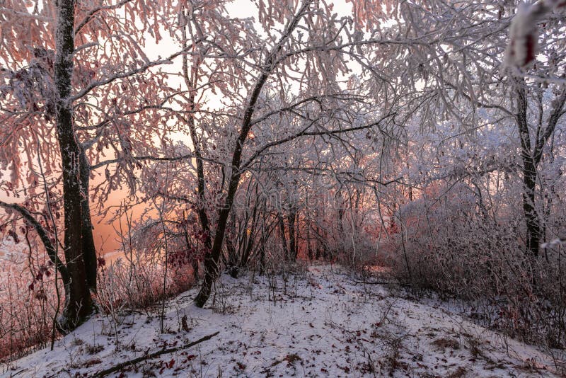 Cold Day in the Winter Inside of the Forest Stock Photo - Image of ...