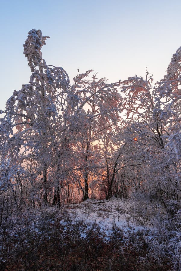 Cold Day in the Winter Inside of the Forest Stock Photo - Image of ...
