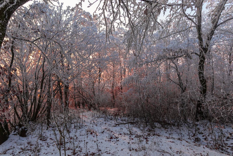 Cold Day in the Winter Inside of the Forest Stock Image - Image of ...