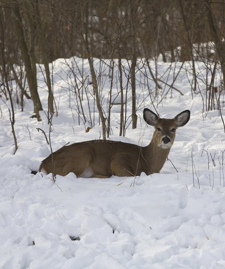 Cold deer stock image. Image of white, trees, whitetailed - 13022031