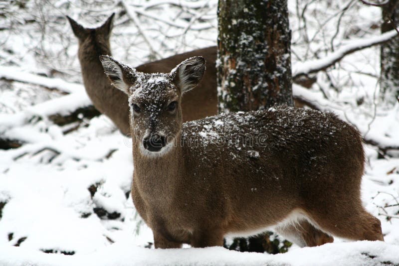 Cold Deer stock photo. Image of hunting, game, deer, cold - 21357666