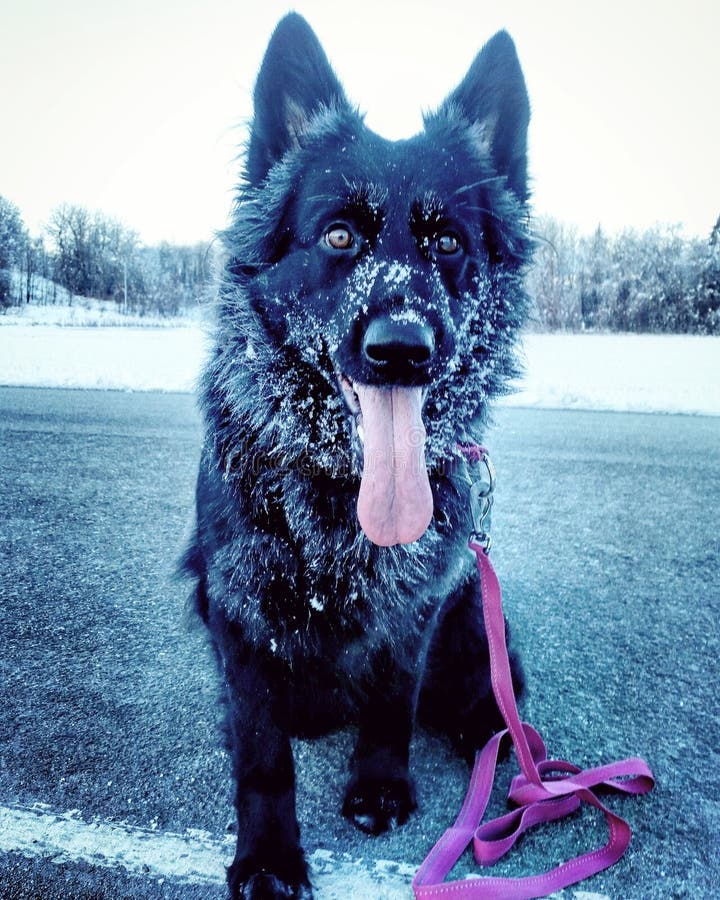 Cold dog stock image. Image of playful, attention, cold - 103593815