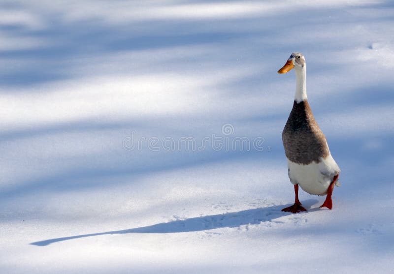 Cold Duck stock image. Image of step, purpose, journey - 14700461