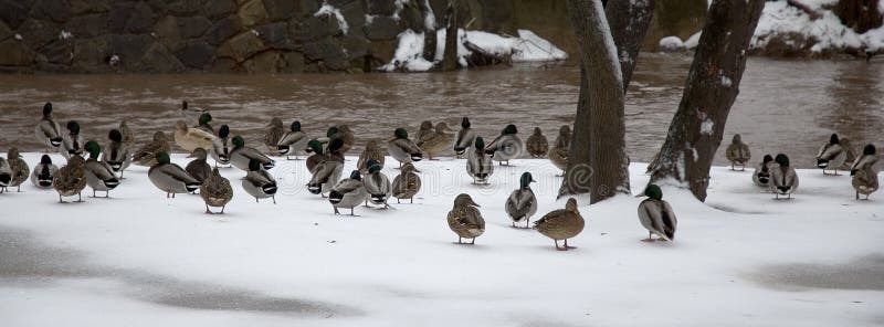 Cold Duck stock image. Image of mallards, resting, cold - 56903