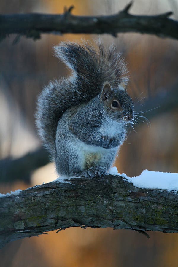 Cold Eastern Gray Squirrel with Frosted Whiskers II - Sciurus ...