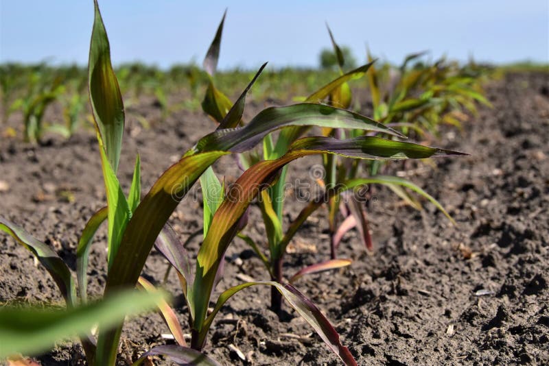 Cold Effect Corn Stock Photos - Free & Royalty-Free Stock Photos from ... Cold Effect Corn Stock Photos - Free & Royalty-Free Stock Photos from ...