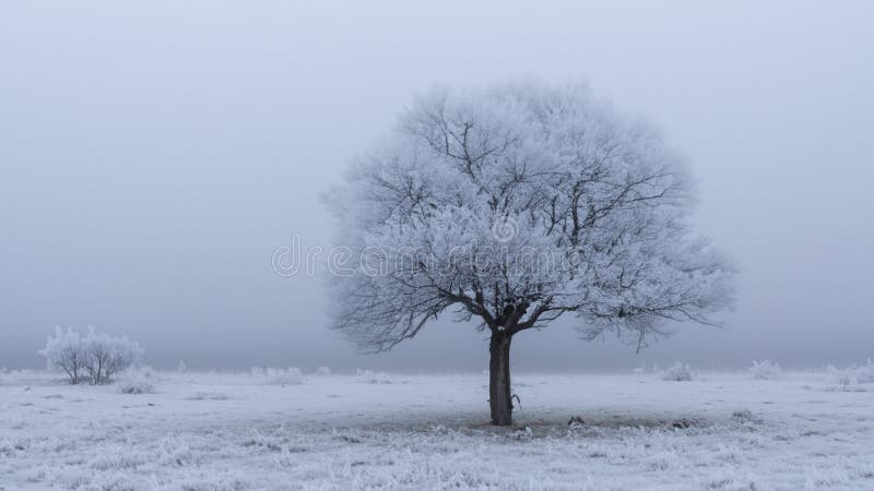 Cold Elegance: Frost on the Steppe Tree Stock Photo - Image of park ...