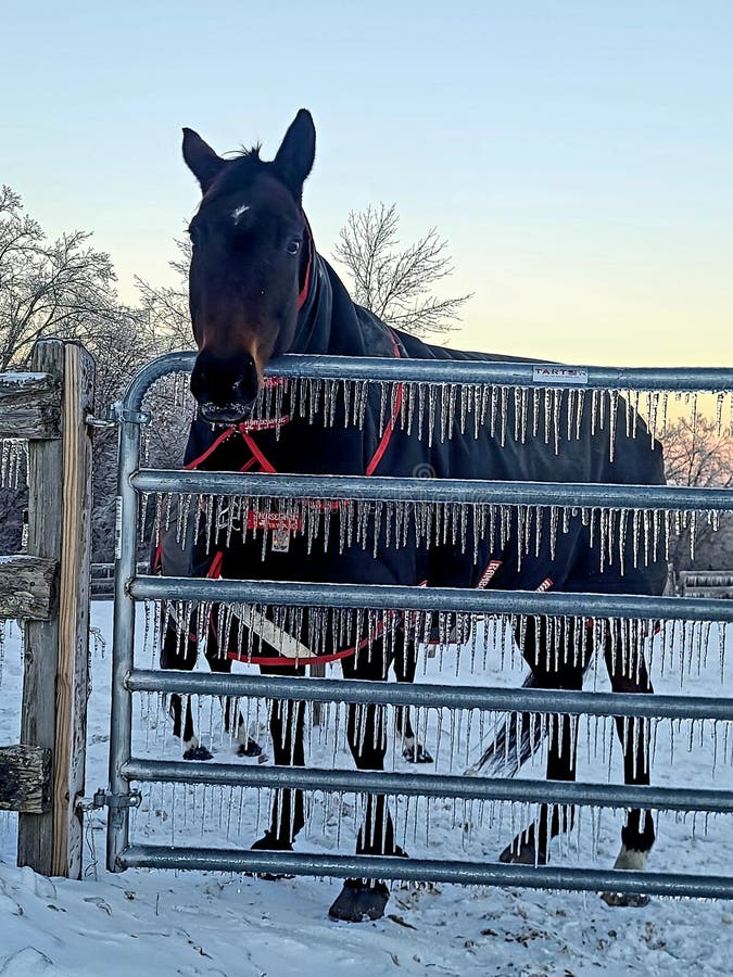 Cold Farm Morning stock photo. Image of cold, clothing - 241442710