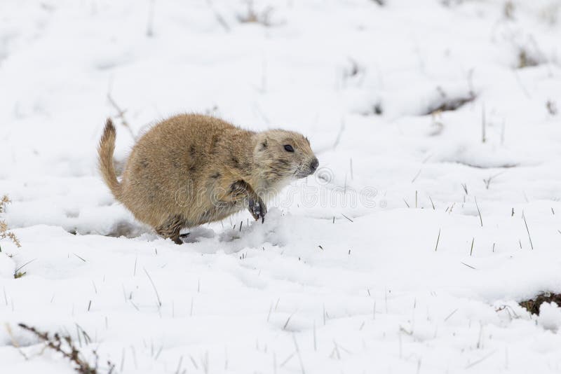 Black-tailed Prairie Dog Eating Springtime Flowers Stock Image - Image ...