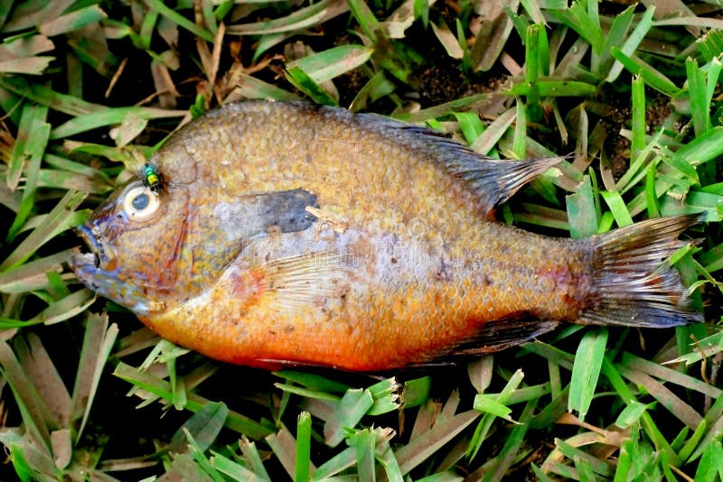 Cold Fish stock photo. Image of dead, orange, gills, fish - 10434436