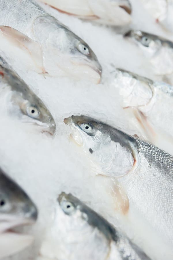 Cold fish stock image. Image of cool, department, seafood - 13365015