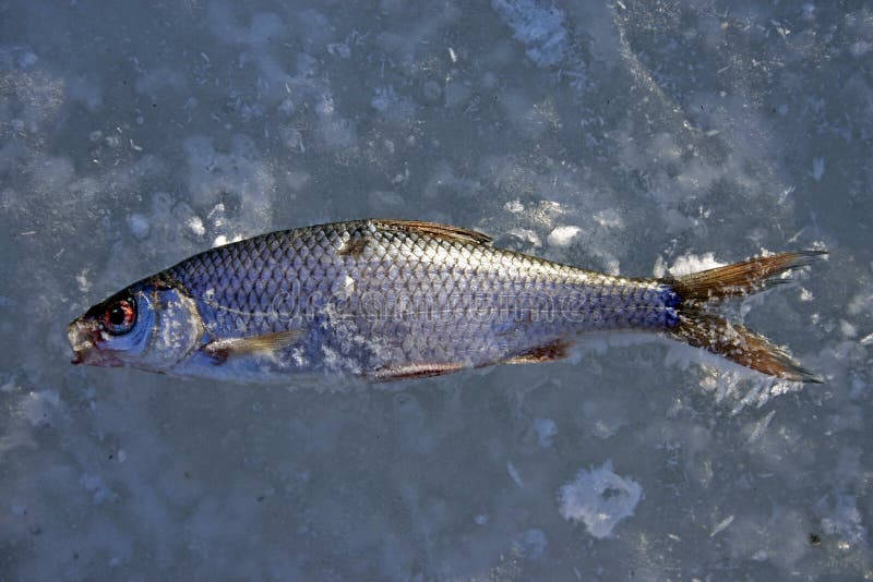 Cold Fish Dishes - Fish with Potato Stock Image - Image of pickled ...
