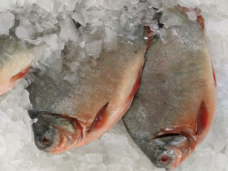 Cold Fish stock image. Image of cool, nordic, fish, tail - 441151