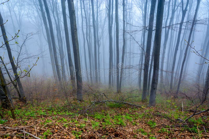 Cold fog in forest stock image. Image of autumn, eerie - 95622075