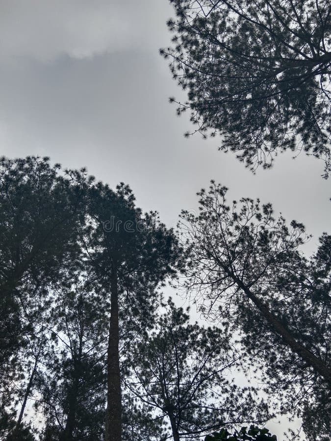 In the cold forest stock image. Image of cold, natural - 261992925