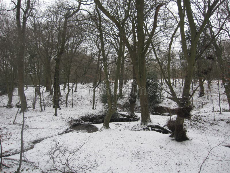 Cold Forest stock photo. Image of snow, forest, winter - 111116952